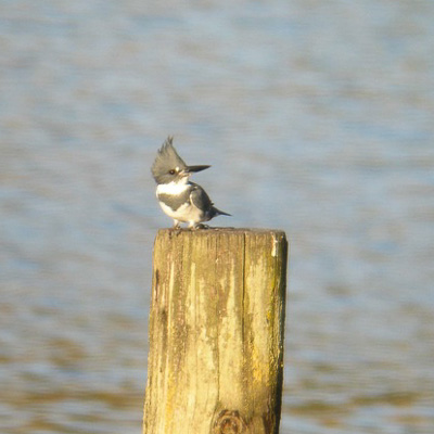 Bird Species List - Puget Sound Estuarium